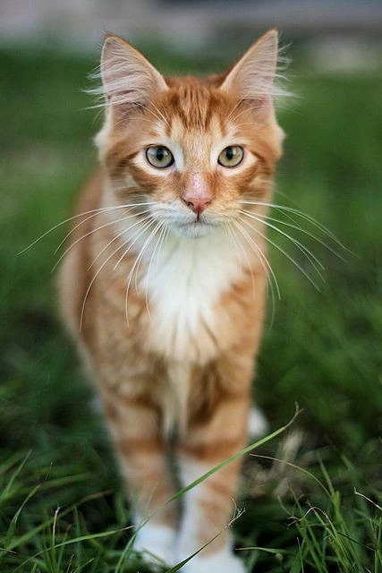 Apricotblossom | Oasis Warrior Cats Wiki | Fandom