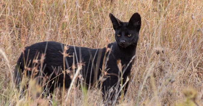 Rye | Oasis Warrior Cats Wiki | Fandom