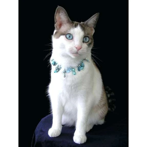 Aqua | Oasis Warrior Cats Wiki | Fandom