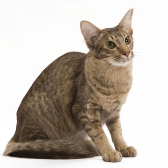 Thrushspeck | Oasis Warrior Cats Wiki | Fandom