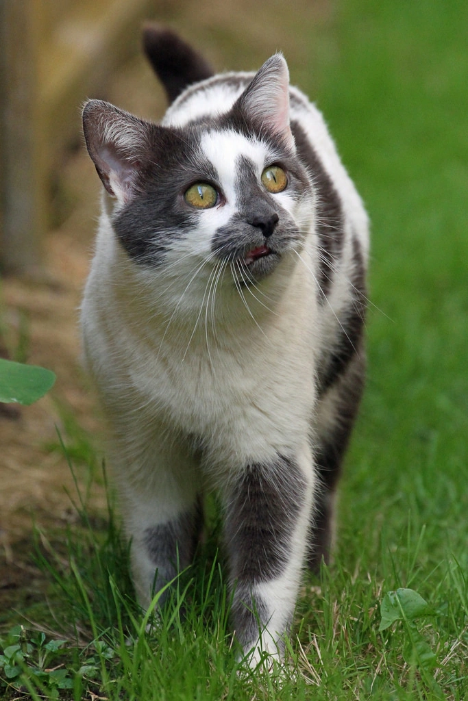 Cow | Oasis Warrior Cats Wiki | Fandom