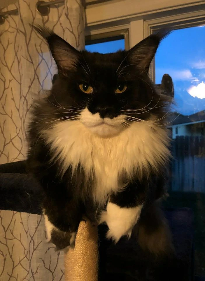 Birchwave | Oasis Warrior Cats Wiki | Fandom