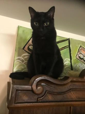 Nightstar (NIG) | Oasis Warrior Cats Wiki | Fandom