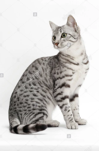 Berrypaw (BOU) | Oasis Warrior Cats Wiki | Fandom