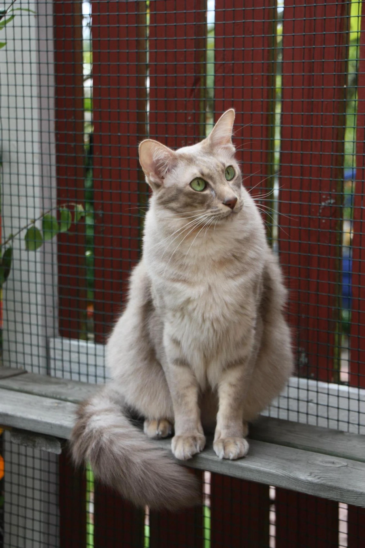 Ivor | Oasis Warrior Cats Wiki | Fandom