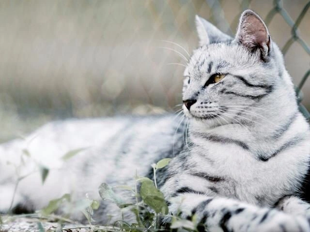 Hailstar | Oasis Warrior Cats Wiki | Fandom