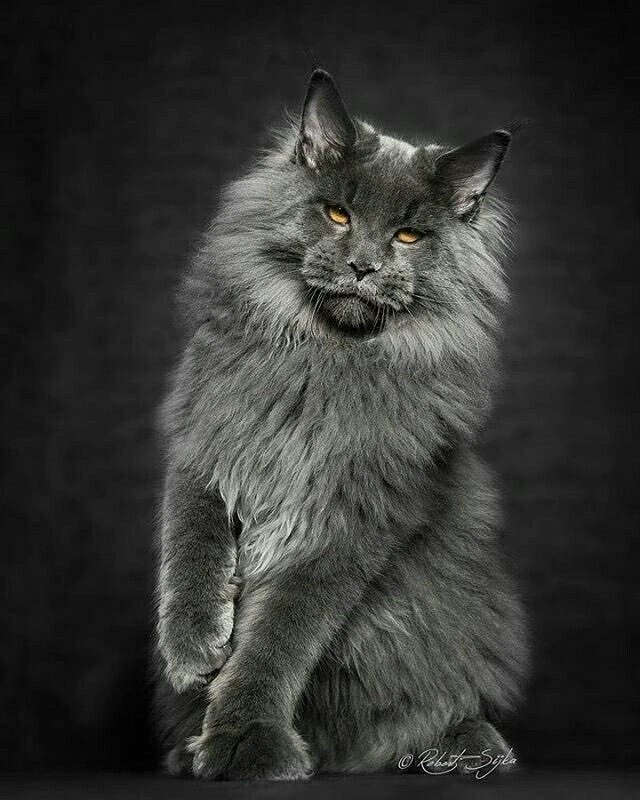 Threadtail | Oasis Warrior Cats Wiki | Fandom