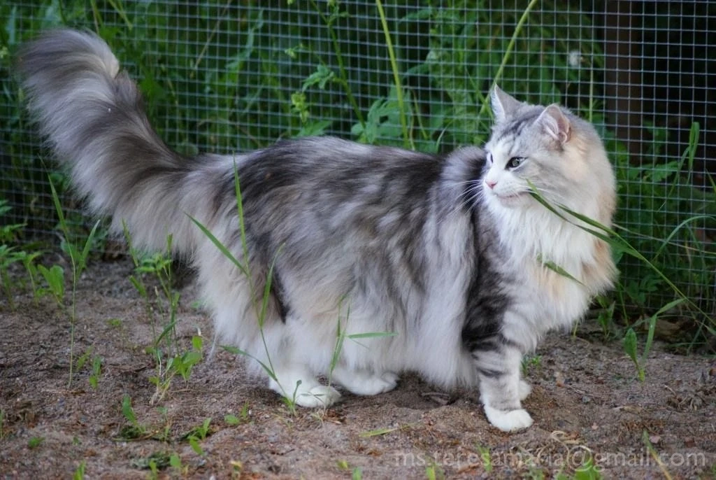 Mistystar | Oasis Warrior Cats Wiki | Fandom