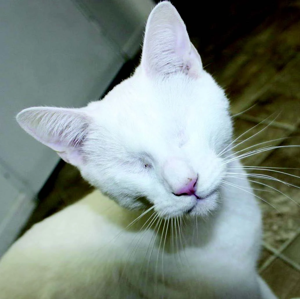 Clearstar (BAR) | Oasis Warrior Cats Wiki | Fandom