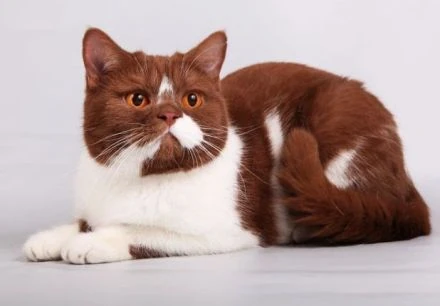 Molethroat | Oasis Warrior Cats Wiki | Fandom