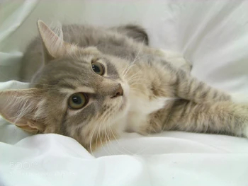 Sharpstar (BAR) | Oasis Warrior Cats Wiki | Fandom