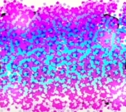 Pizza/Gallery | Object Filler Wiki | Fandom