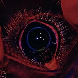 BLINDED | Object Invasion Wiki | Fandom