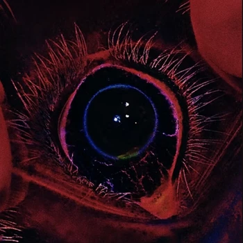 BLINDED | Object Invasion Wiki | Fandom