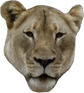 Mr Lion | Object Show Characters Wiki | Fandom