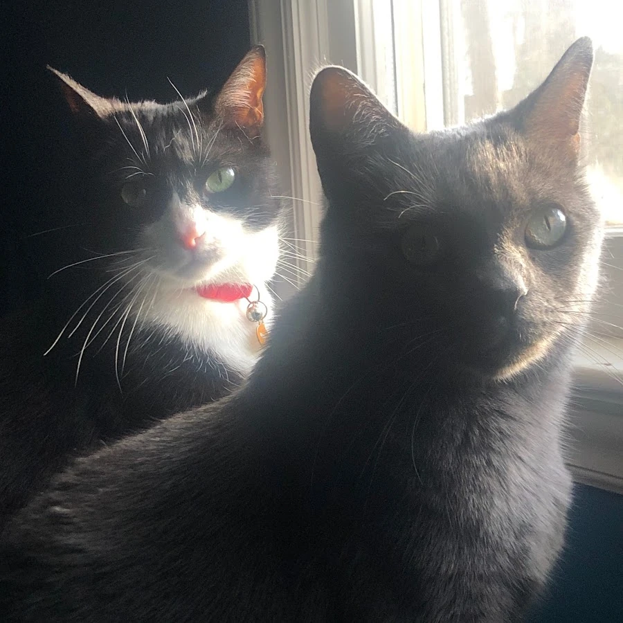 TheCatOfObjectShows | Objects At Gaming Wiki | Fandom