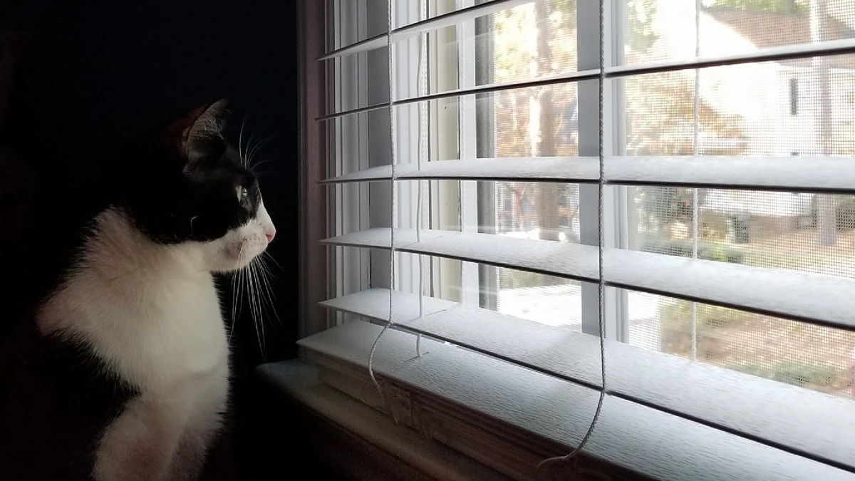 TheCatOfObjectShows | Objects At Gaming Wiki | Fandom