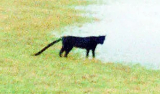 Beast of Bodmin Moor | ObscUrban Legend Wikia | Fandom