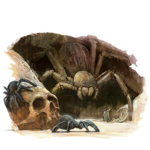 South American Cave Spider