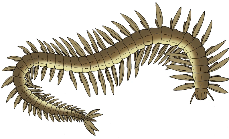 Con Rit | ObscUrban Legend Wikia | Fandom