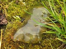 Star Jelly | ObscUrban Legend Wikia | Fandom