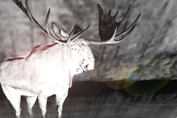 Ghost Moose | ObscUrban Legend Wikia | Fandom