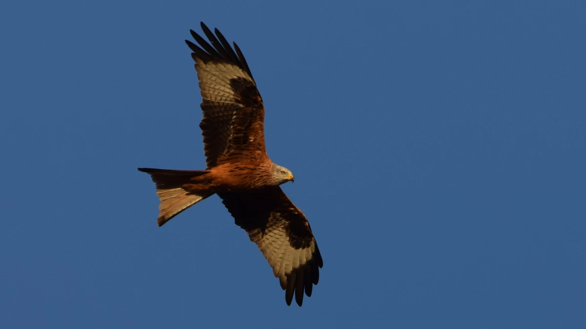 Milvus milvus | Observations oiseaux Wiki | Fandom