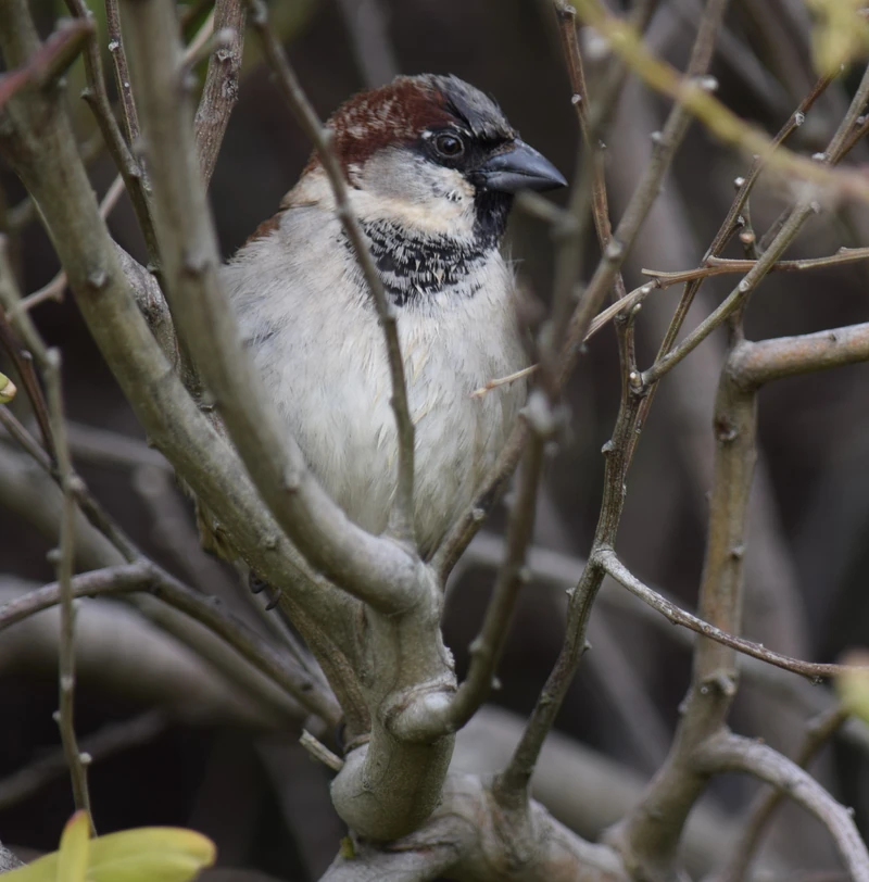 Passer montanus | Observations oiseaux Wiki | Fandom