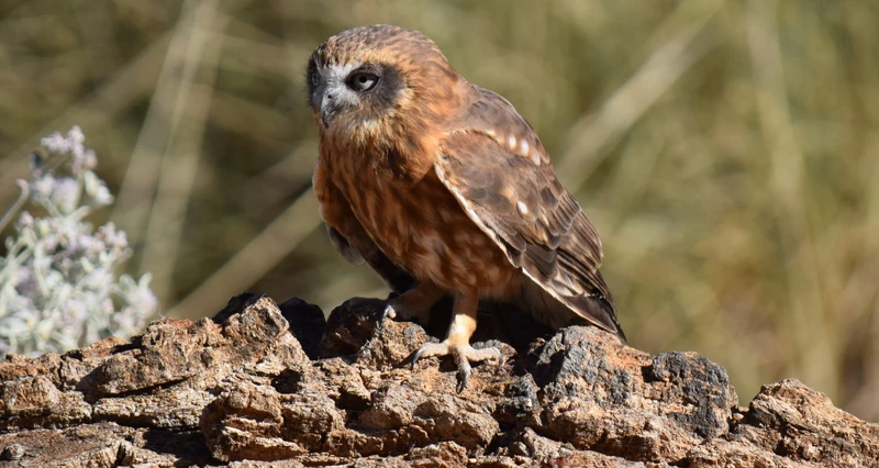 Ninox boobook | Observations oiseaux Wiki | Fandom