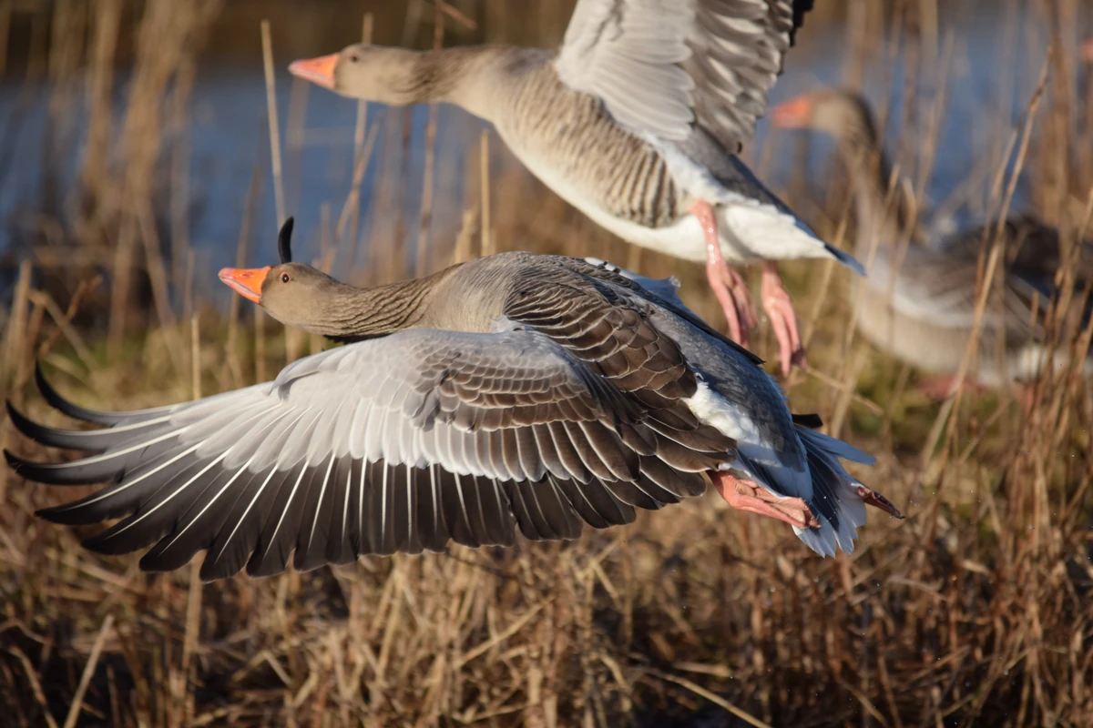 Anser anser | Observations oiseaux Wiki | Fandom