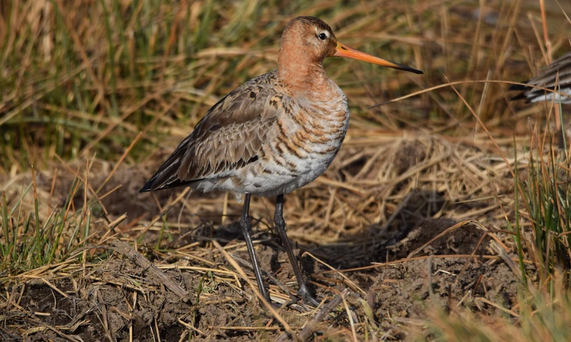 Limosa limosa | Observations oiseaux Wiki | Fandom