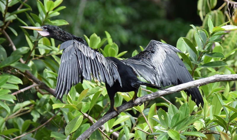 Anhinga anhinga | Observations oiseaux Wiki | Fandom