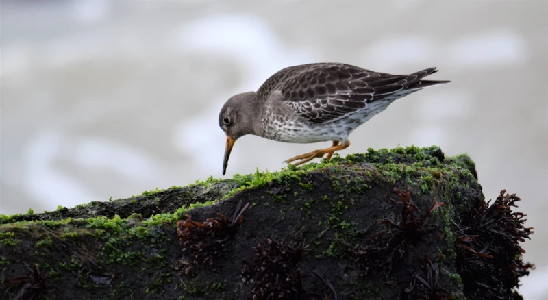 Calidris maritima | Observations oiseaux Wiki | Fandom