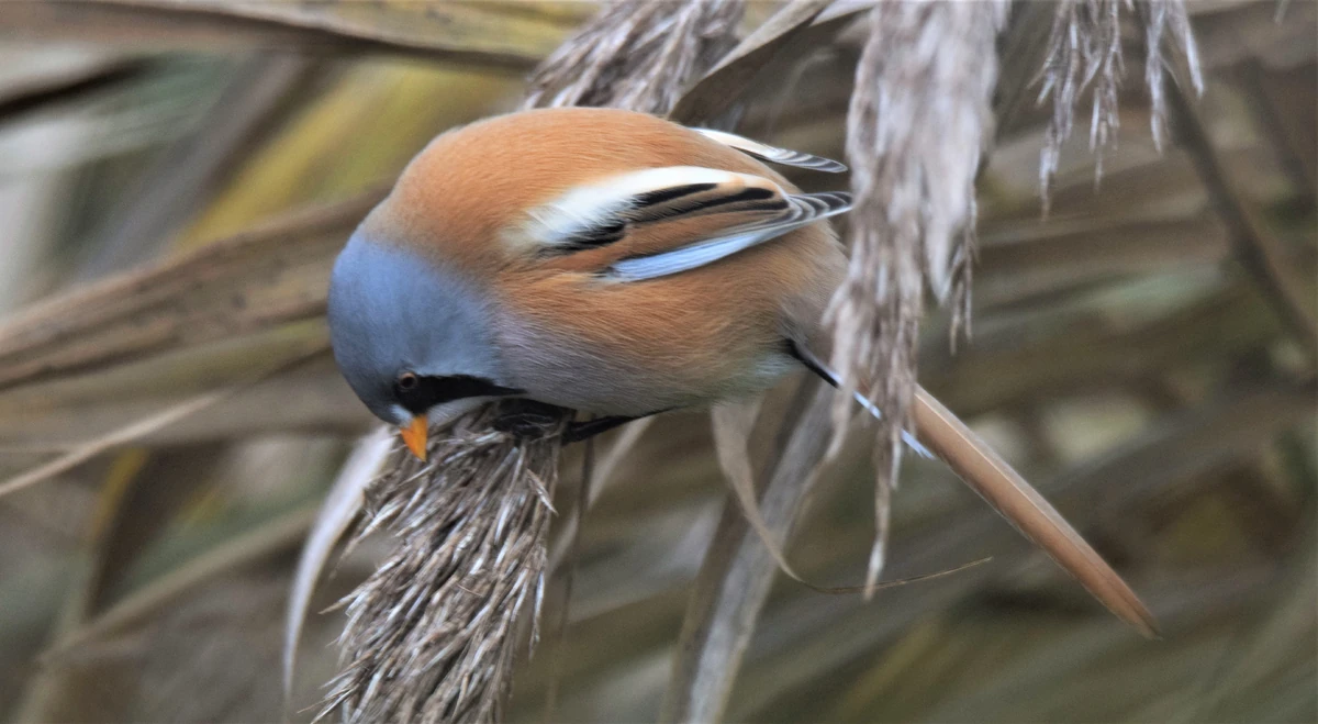 Panurus biarmicus | Observations oiseaux Wiki | Fandom
