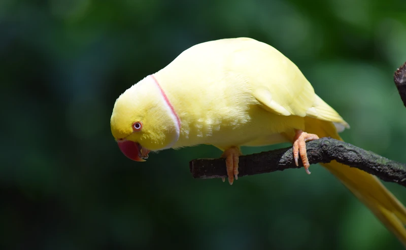 Polytelis anthopeplus | Observations oiseaux Wiki | Fandom