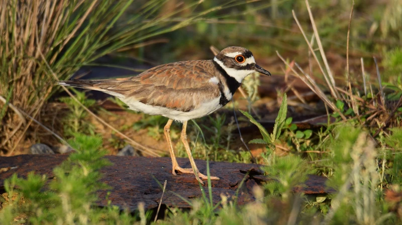 Charadrius vociferus | Observations oiseaux Wiki | Fandom