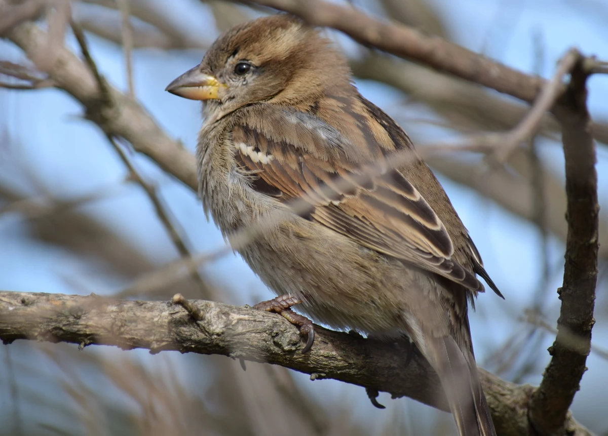Passer montanus | Observations oiseaux Wiki | Fandom