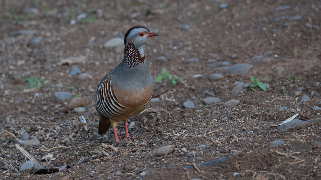Alectoris barbara | Observations oiseaux Wiki | Fandom