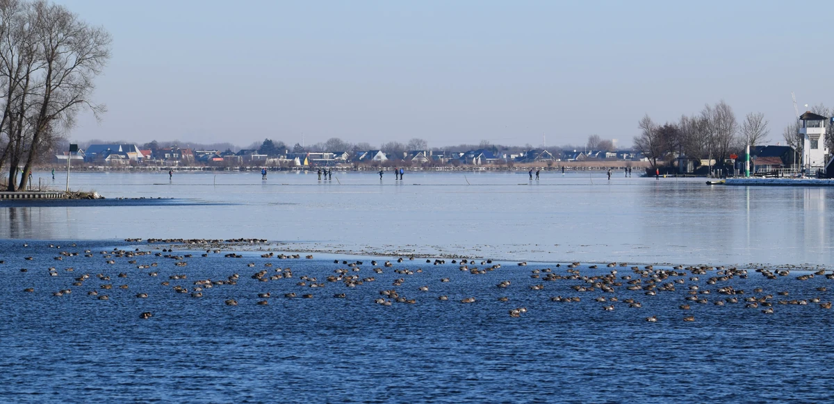 Warmond 13 Feb. 2021 | Observations oiseaux Wiki | Fandom