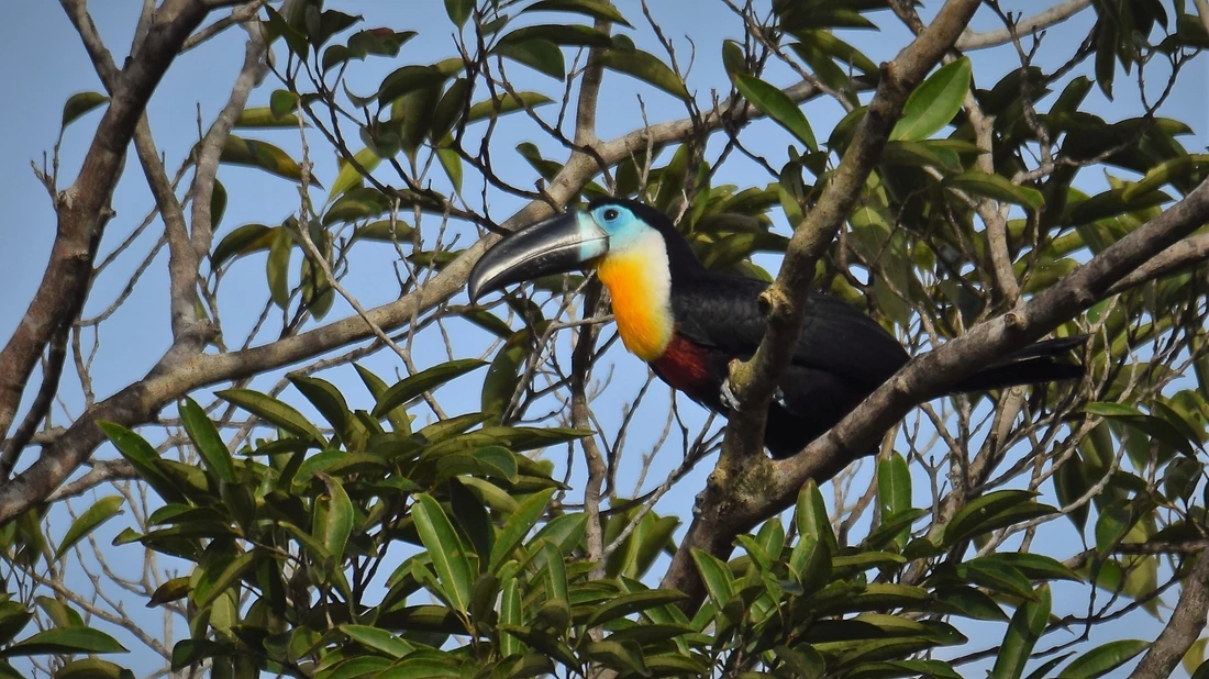 Ramphastos vitellinus ariel | Observations oiseaux Wiki | Fandom