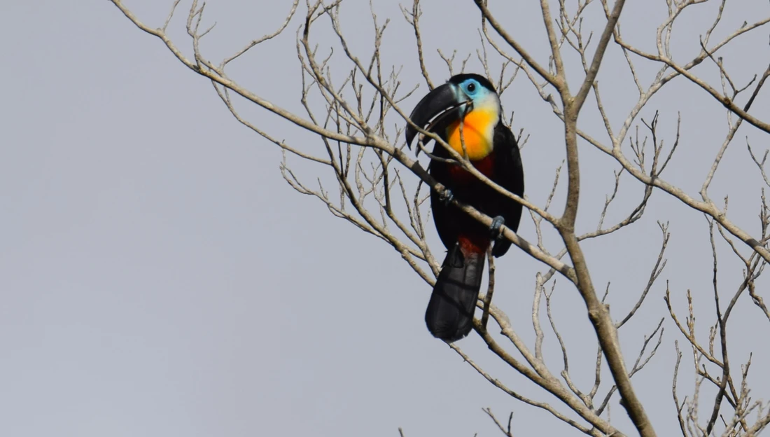 Ramphastos vitellinus ariel | Observations oiseaux Wiki | Fandom
