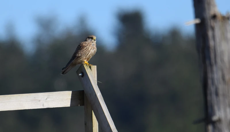 Belgium | Observations oiseaux Wiki | Fandom