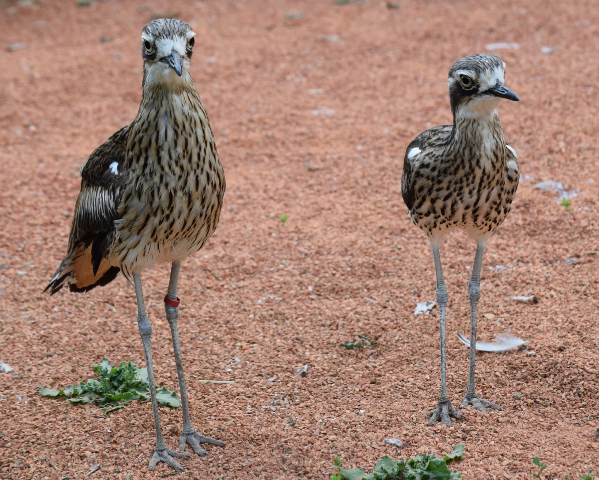 Burhinus grallarius | Observations oiseaux Wiki | Fandom