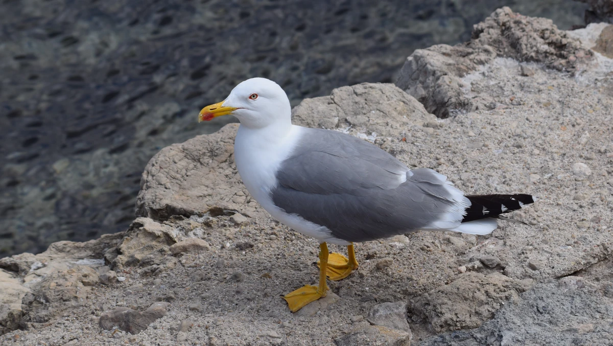 Larus michahellis | Observations oiseaux Wiki | Fandom