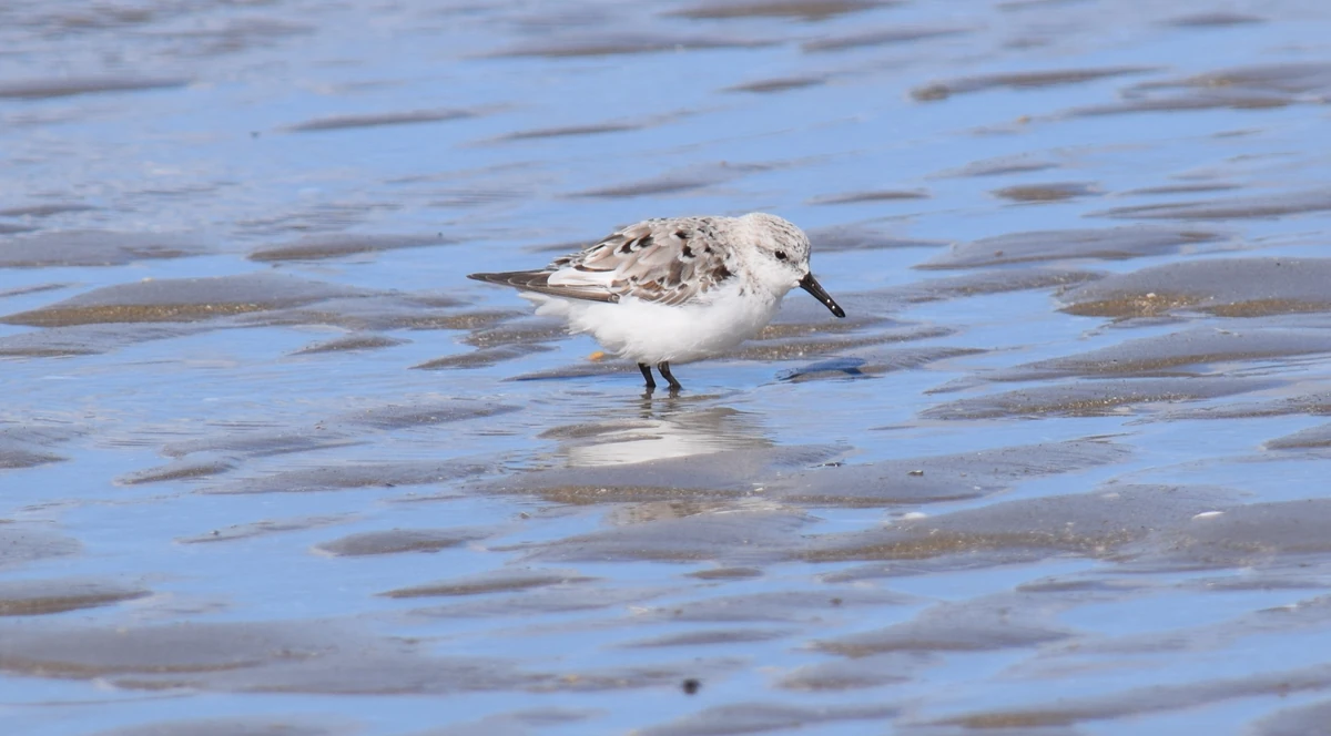 Calidris alba | Observations oiseaux Wiki | Fandom