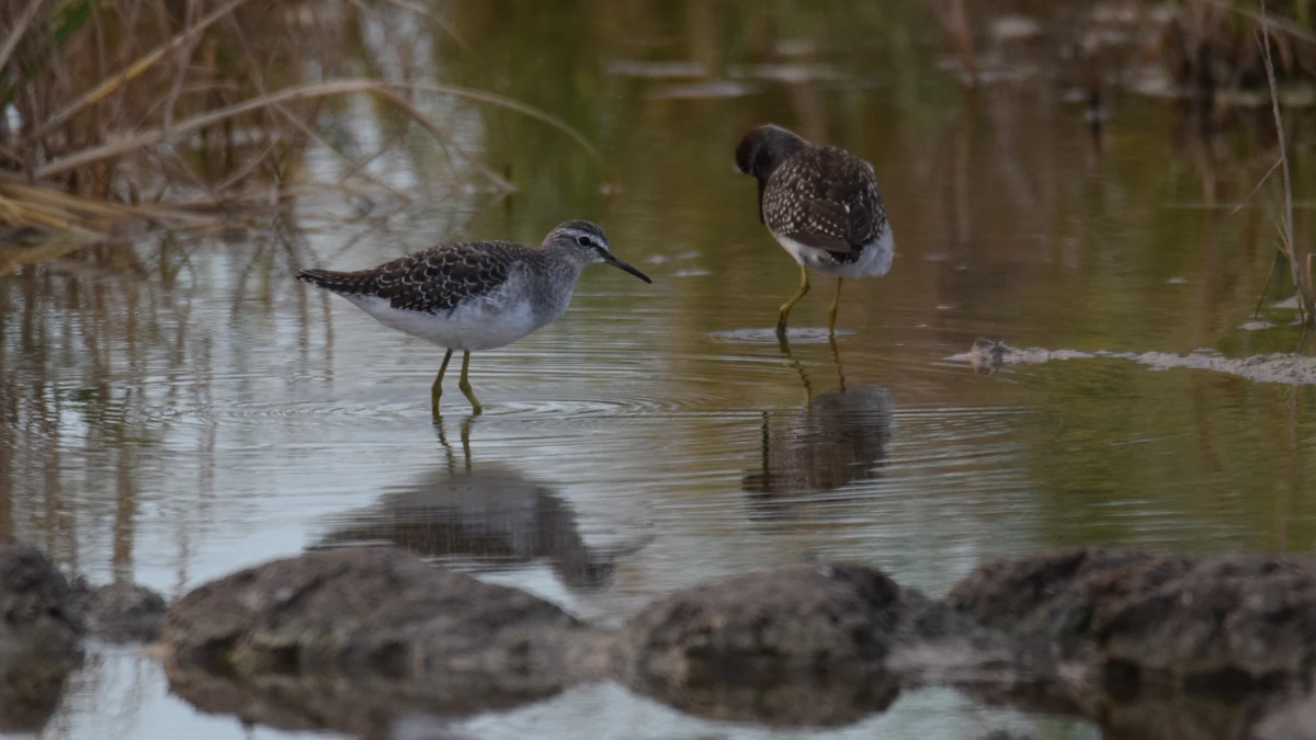 Tringa glareola | Observations oiseaux Wiki | Fandom