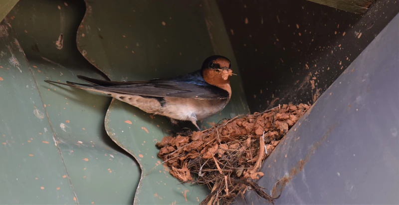 Hirundo neoxena | Observations oiseaux Wiki | Fandom