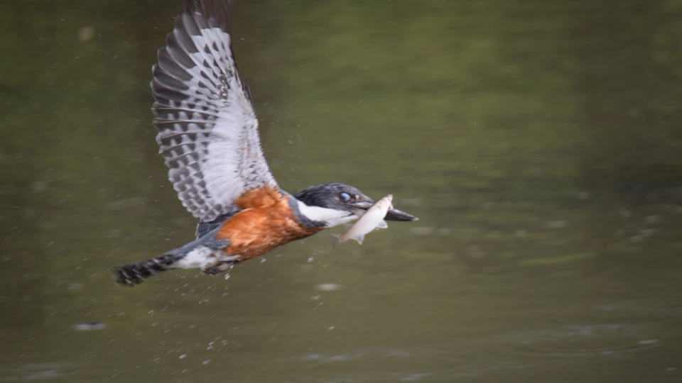 Baya Drake | Observations oiseaux Wiki | Fandom