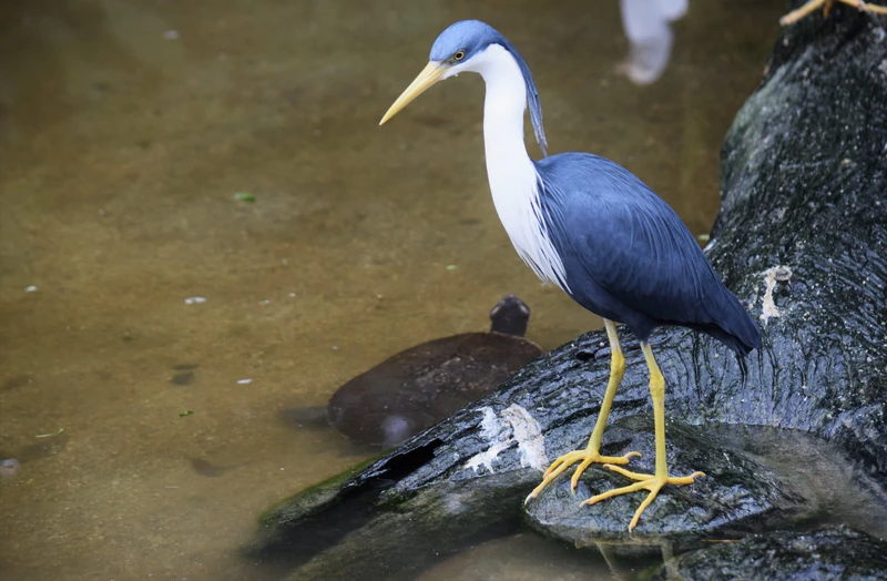 Cairns Kuranda | Observations oiseaux Wiki | Fandom