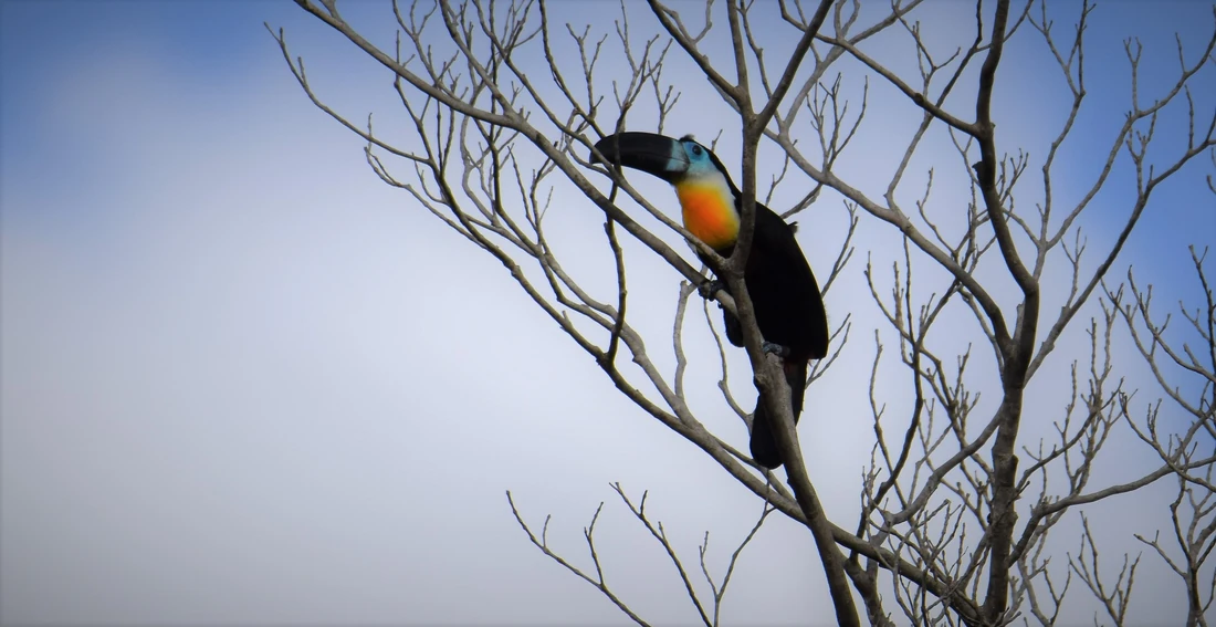 Ramphastos vitellinus ariel | Observations oiseaux Wiki | Fandom